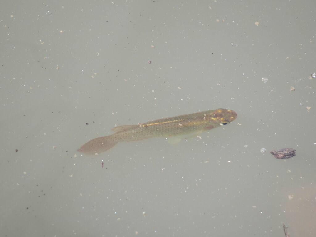 golden topminnow from Fort Worth, TX, USA on February 25, 2024 at 10:41 ...