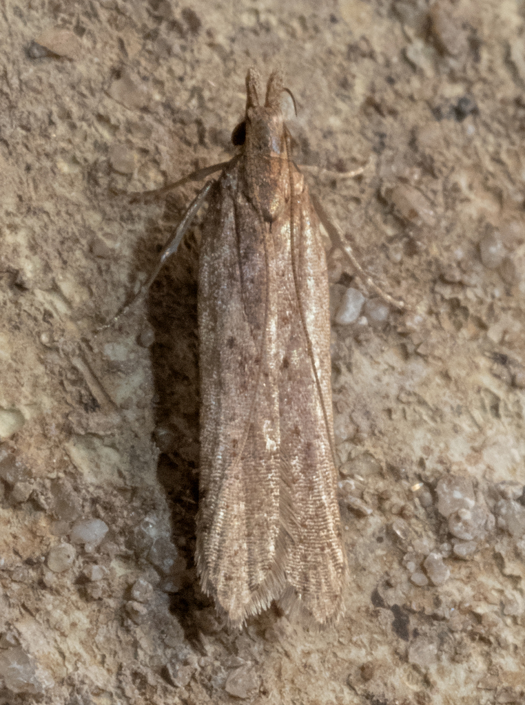 Palmerworm Moth from Papeete Dr, Plano, TX 75075, USA on February 23 ...