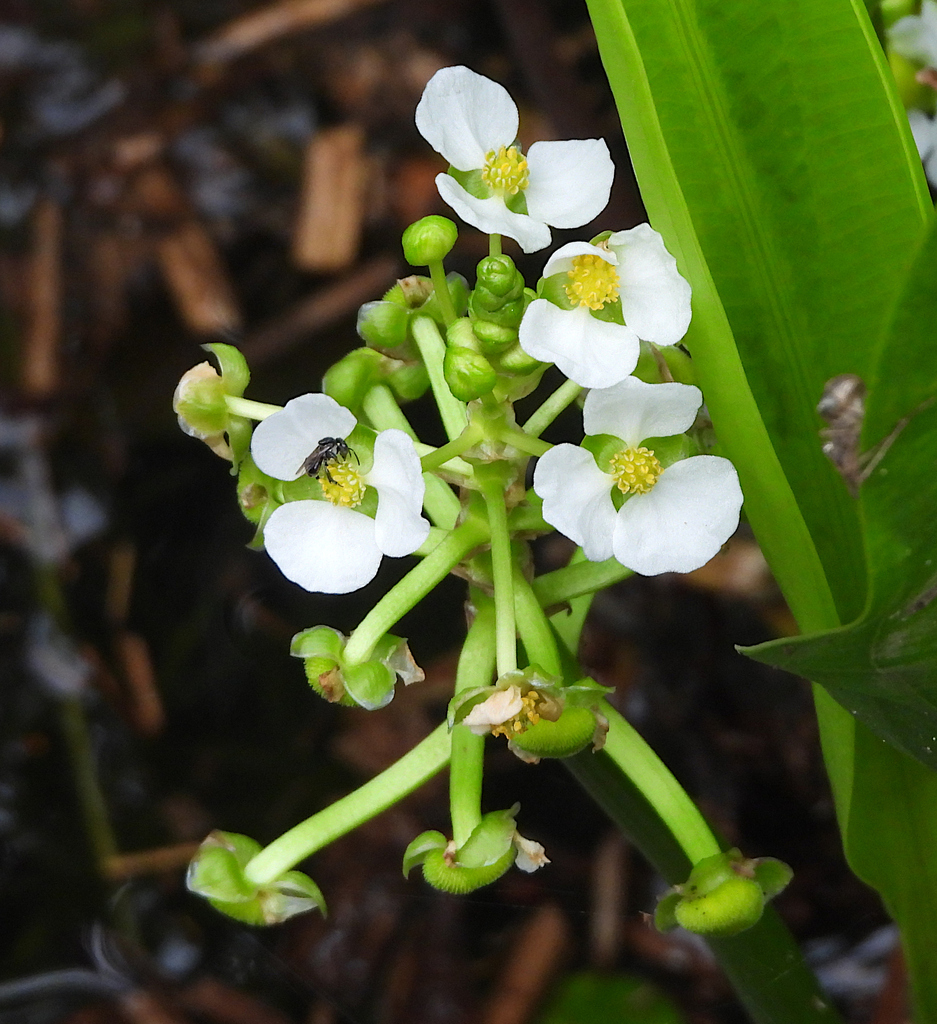Delta Arrowhead from Slaughter Falls, Mount Coot-Tha QLD 4066 ...