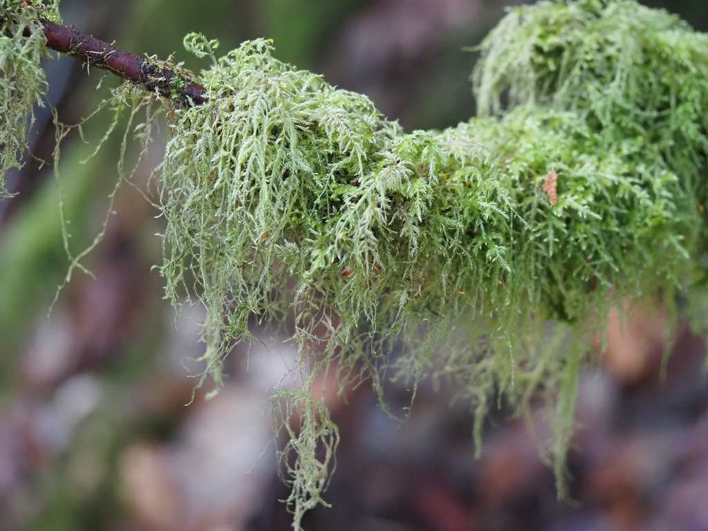 Cat's Tail Moss from Shannon Falls Provincial Park, Squamish, BC ...