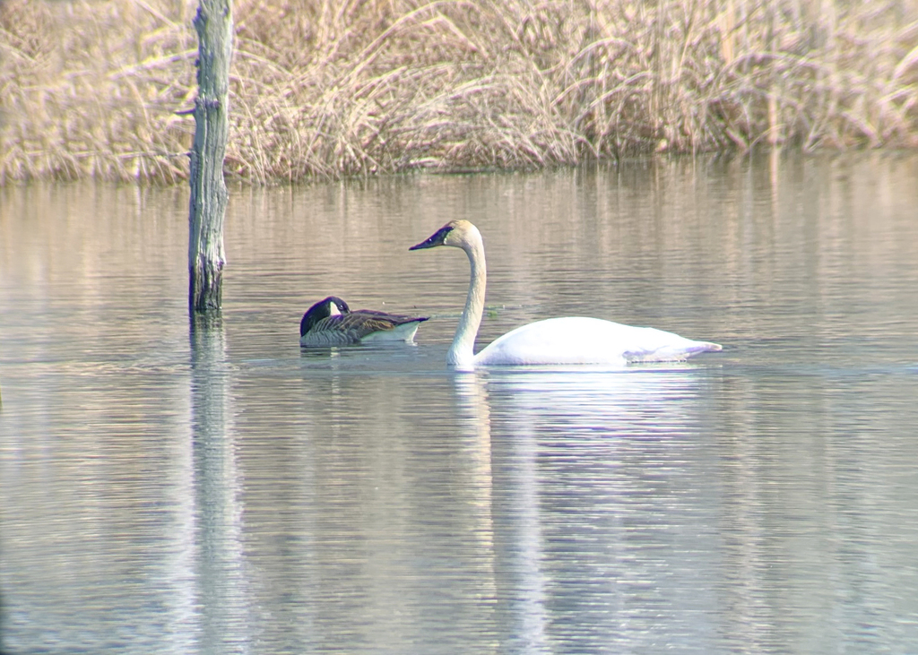 Trumpeter Swan from Geauga County, OH, USA on February 26, 2024 at 11: ...