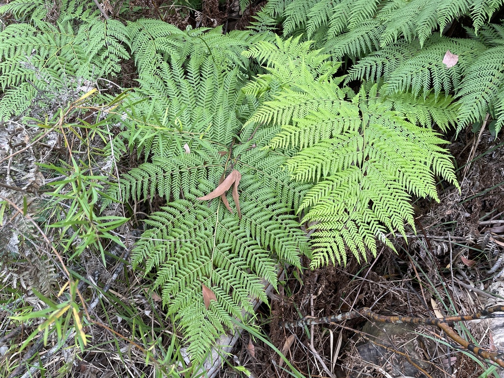 Calochlaena in February 2024 by Pintsen JIN · iNaturalist