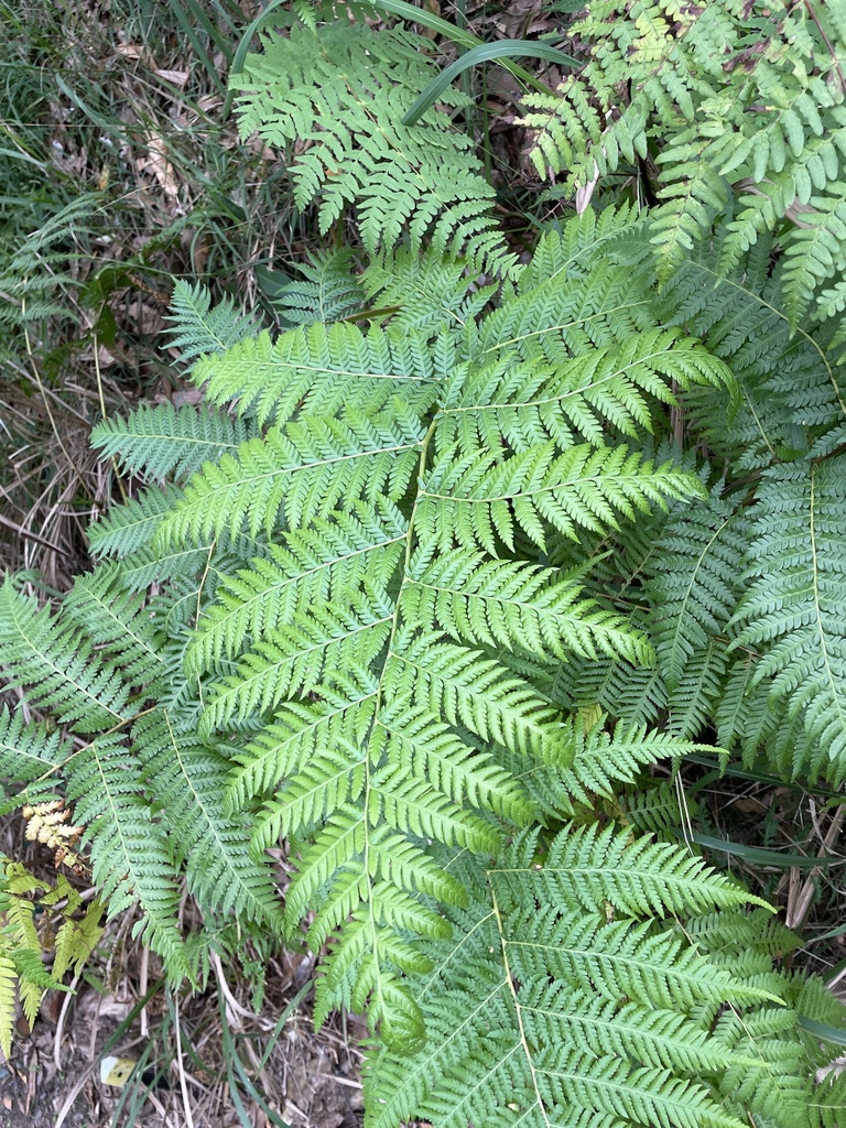 Common Ground Fern in February 2024 by Pintsen JIN · iNaturalist