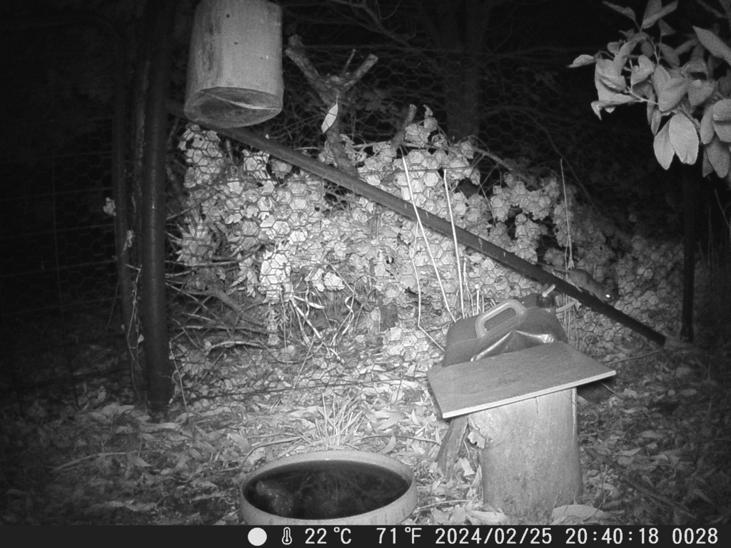 Australian Bush Rat from 40 Pollards Lane Drummond VIC 3461, Australia ...