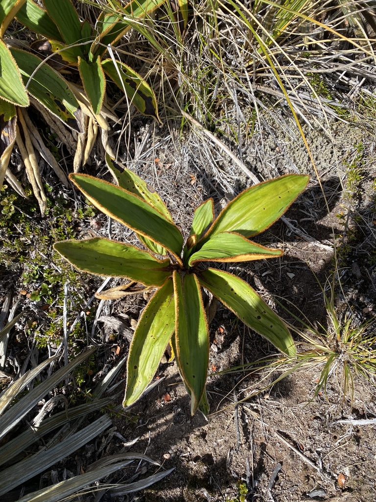 Mountain Daisy from Lake Sumner Forest Park, Lake Sumner Forest Park ...