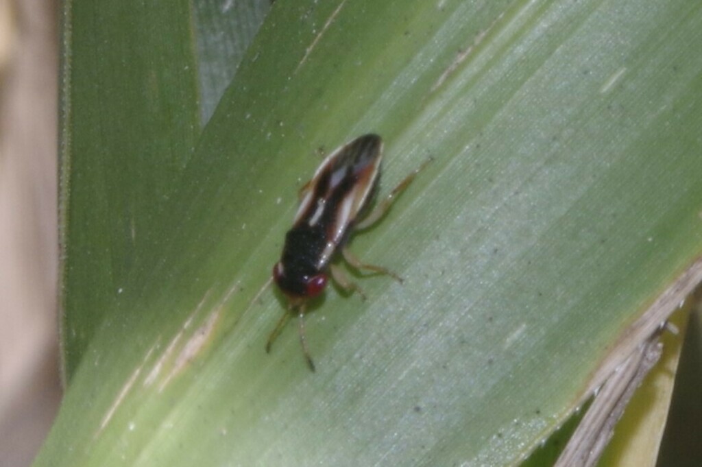 Insects from Maryborough QLD 4650, Australia on February 27, 2024 at 10 ...