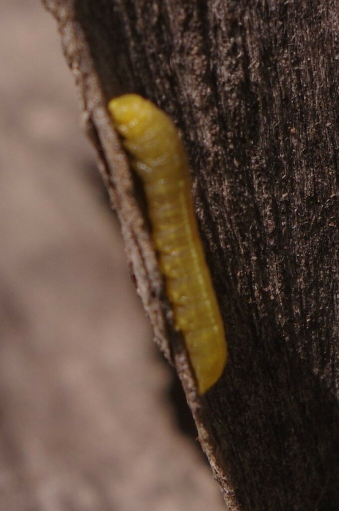 Insects from Maryborough QLD 4650, Australia on February 27, 2024 at 10 ...