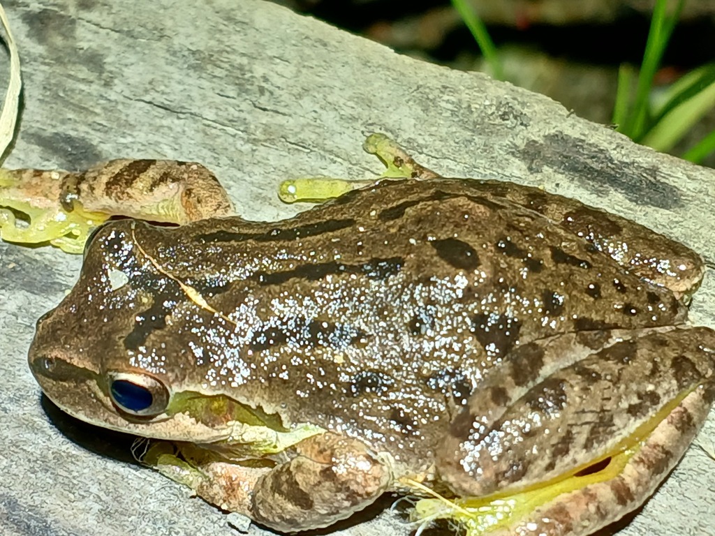 Pacific chorus frog from Humboldt County, CA, USA on February 26, 2024 ...