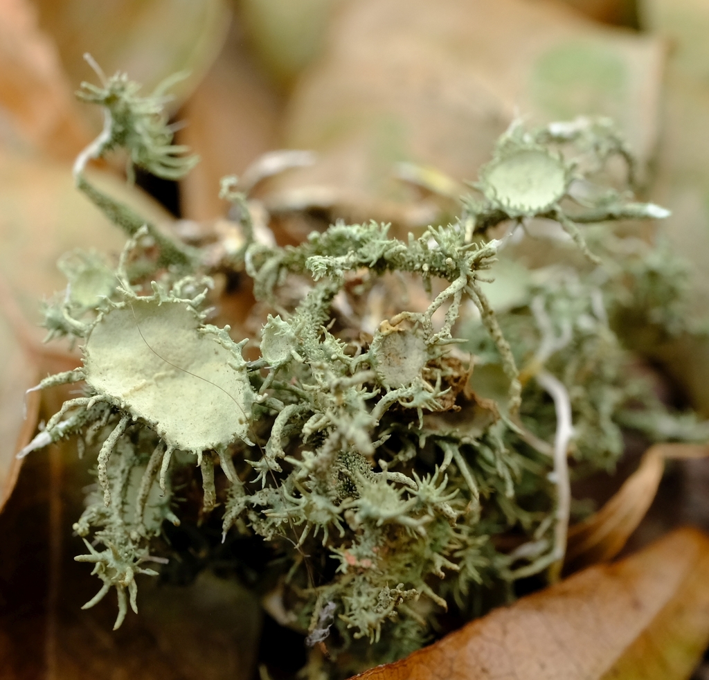 beard lichens from sh2 on February 12, 2024 at 12:16 PM by Nick Helme ...