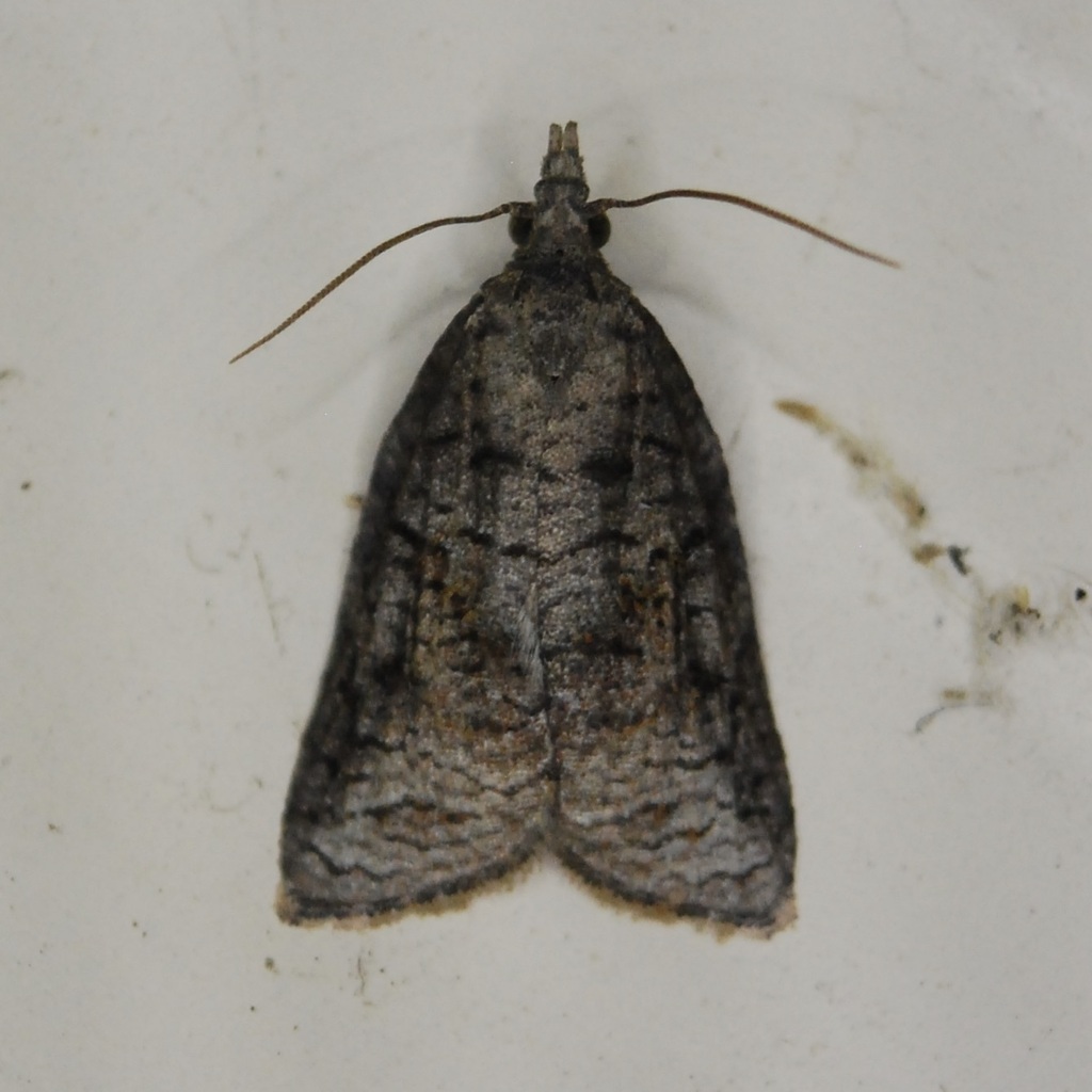 Tufted Apple Bud Moth from 10608 Forestgate Pl, Glenn Dale, MD 20769 ...