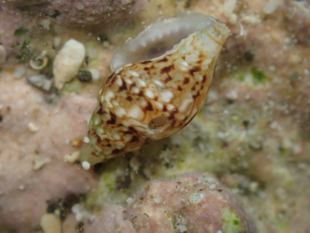 Dotted Dove Shell from Lord Howe Island, South Reef on February 27 ...