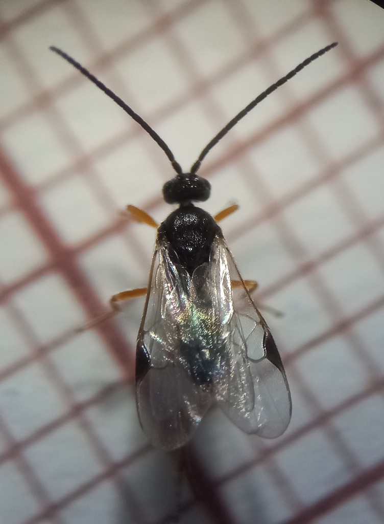 Cabbage White Parasitoid Wasp from Escola Pedro Santarém on February 26 ...