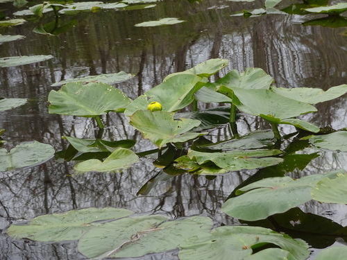 Spatterdock (Indiana Pesticide Plants) · iNaturalist