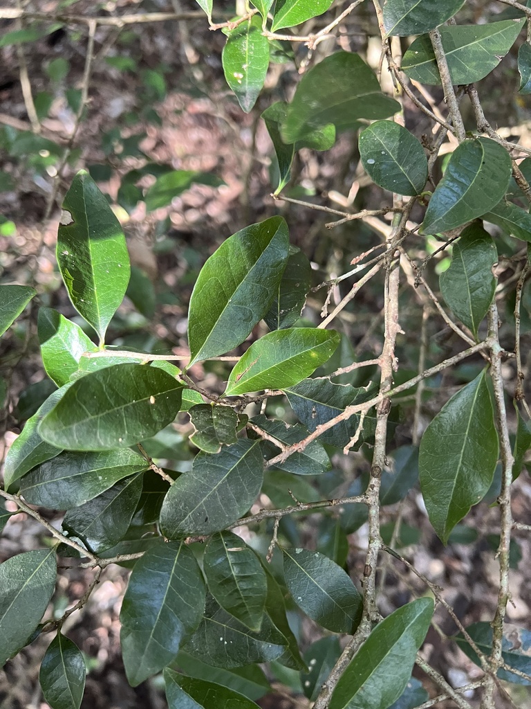 Cleistanthus from Tarong, QLD, AU on February 27, 2024 at 08:19 AM by ...