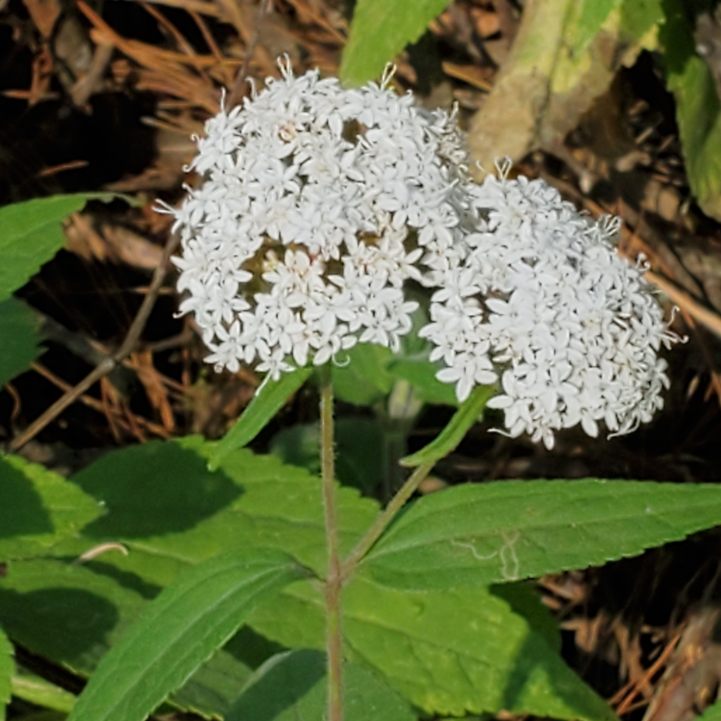 Roundleaf Candyleaf from 61467 Michoacán, Mexico on February 26, 2024 ...