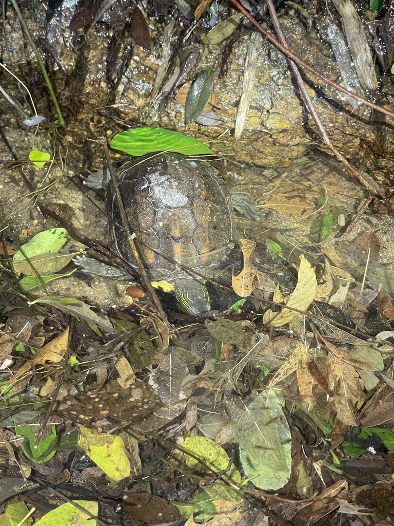 Common thread turtle in February 2024 by Lawrence Hylton · iNaturalist