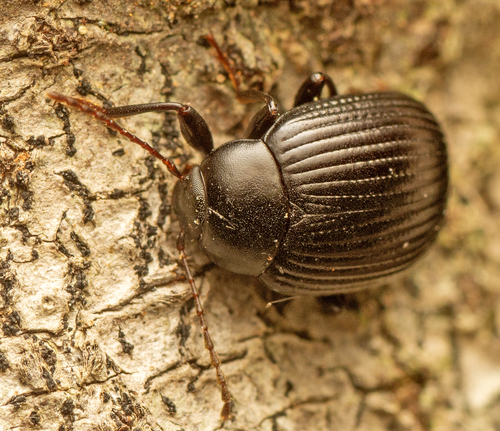 Amarygmus sulcatus · iNaturalist