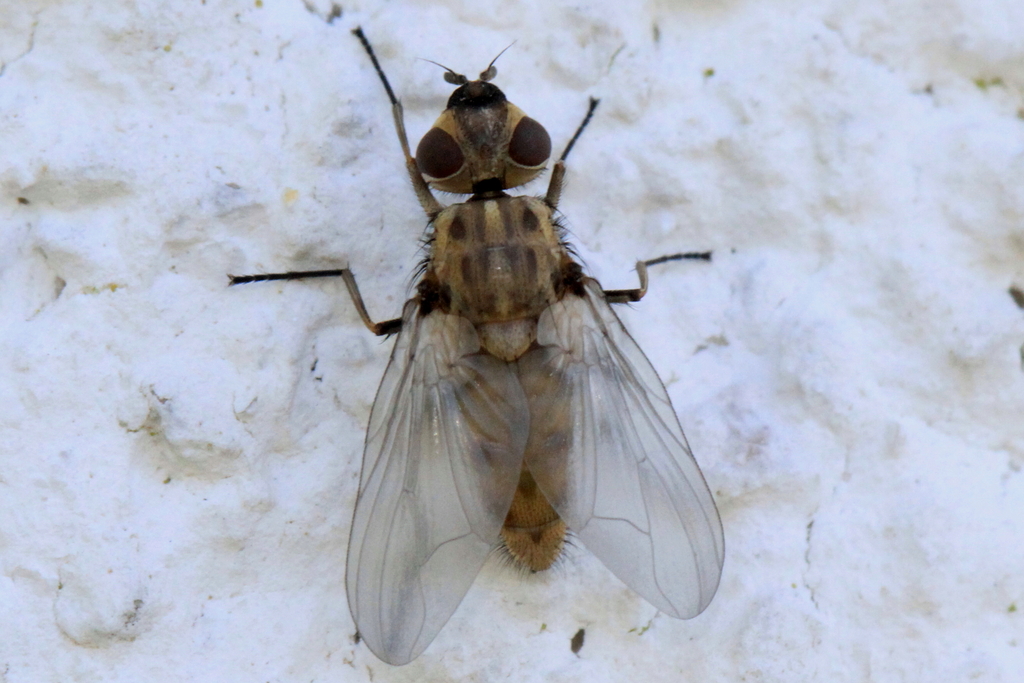 Stable Fly from 54 Badem, Germany on August 23, 2016 at 12:24 PM by ...