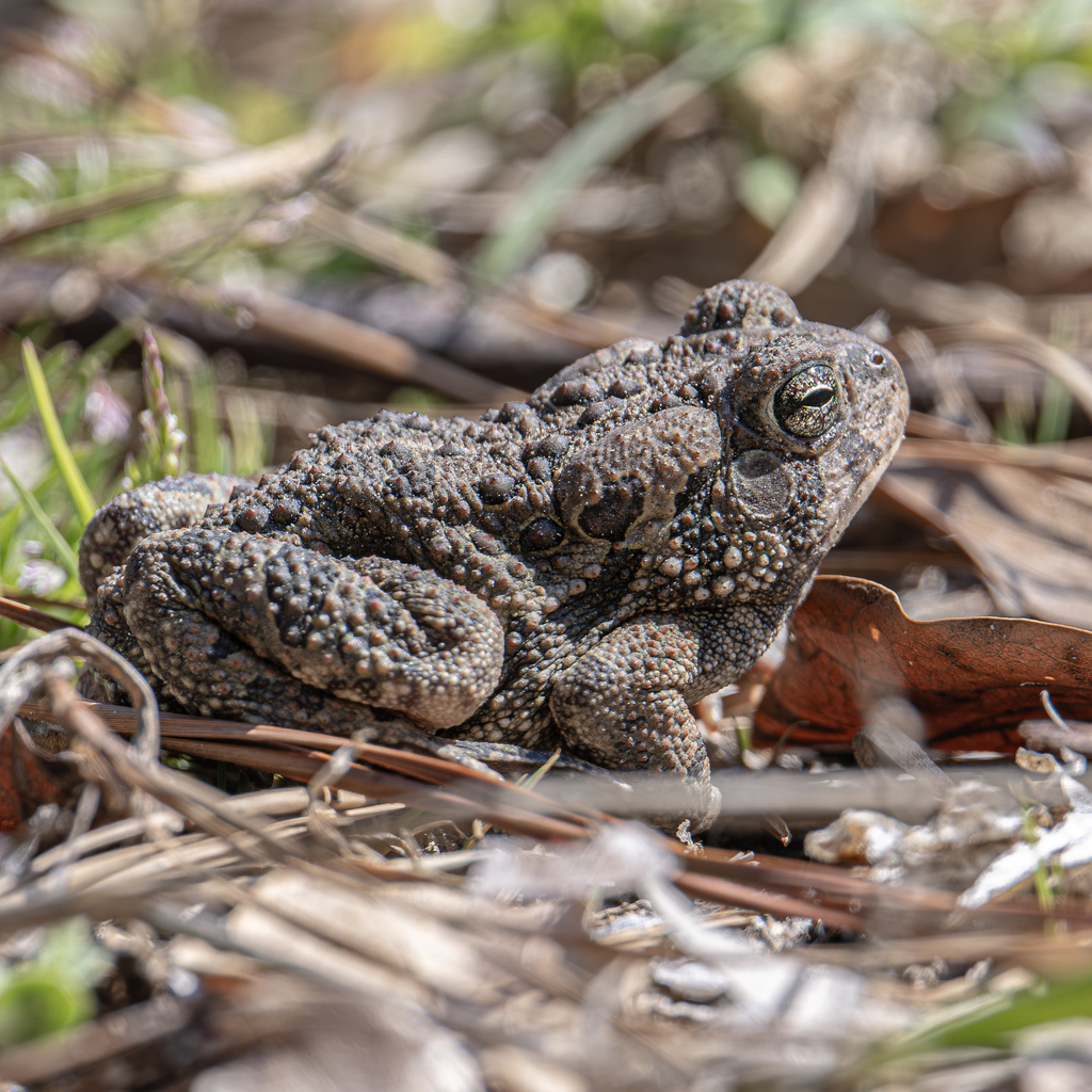 North American Toads from Southampton County, VA, USA on February 26 ...