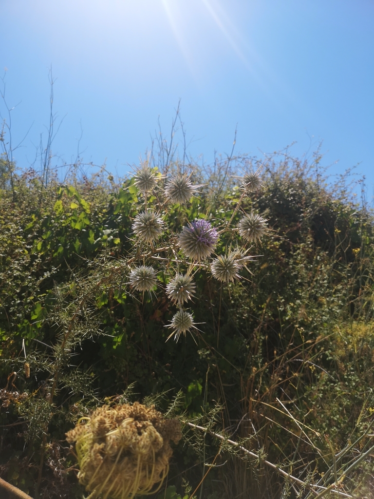 Spiny Globe-thistle from VFHR+M6Q, Stroumpi 8550, Cyprus on July 26 ...