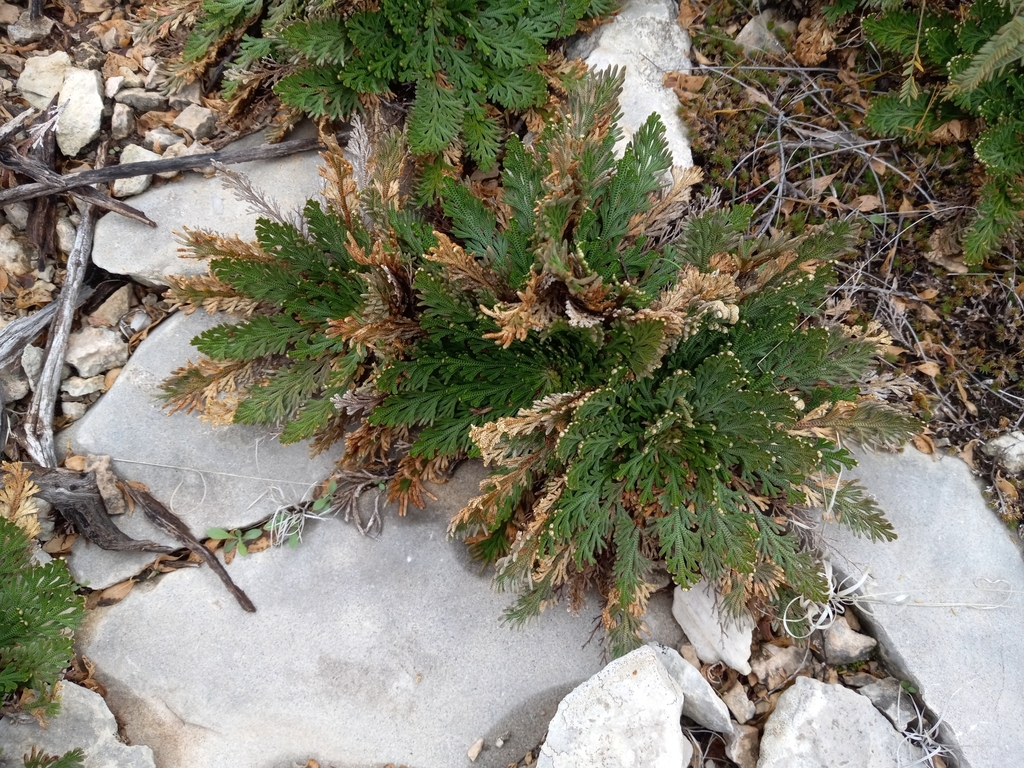 resurrection plant from Seminole Canyon State Park & Historic Site on ...
