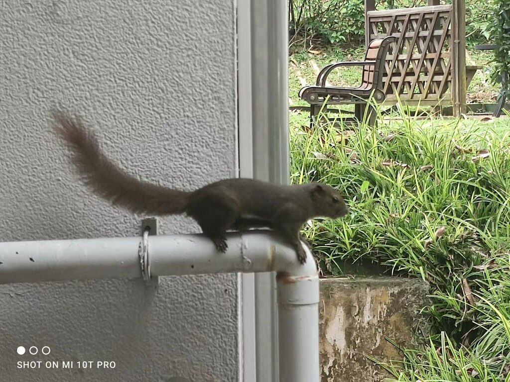Plantain Squirrel from 10 Kent Ridge Cres, Singapore 119260 on February ...