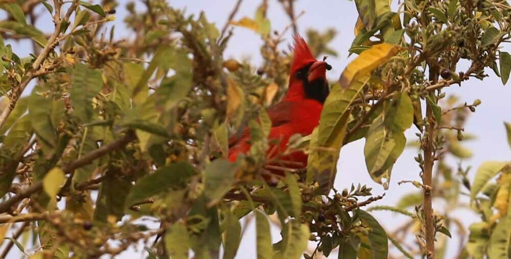 Northern Cardinal from Rioverde, S.L.P., México on February 15, 2024 at ...