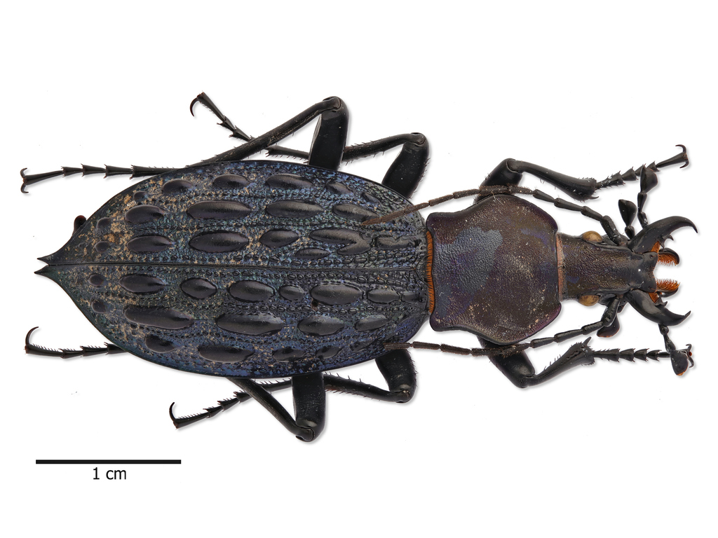 Carabus pustulifer from Emeishan, Sichuan, China on July 12, 2010 by ...