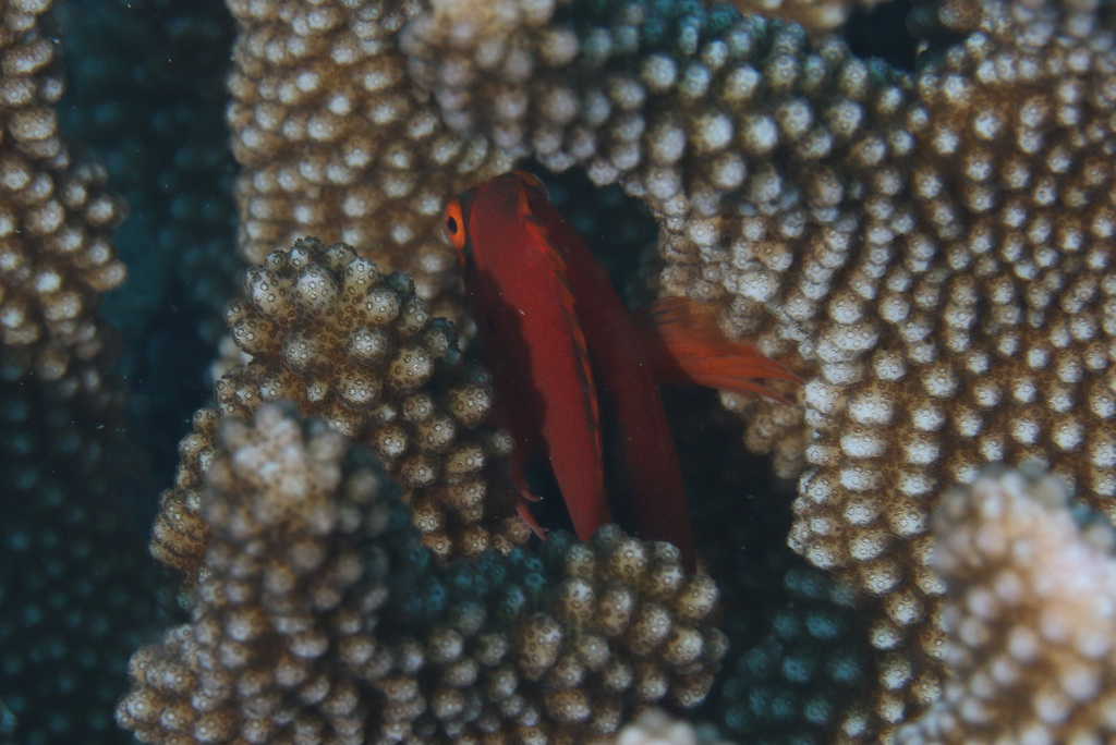 Flame Hawkfish from Lau, Eastern, Fiji on February 15, 2024 at 10:27 AM ...