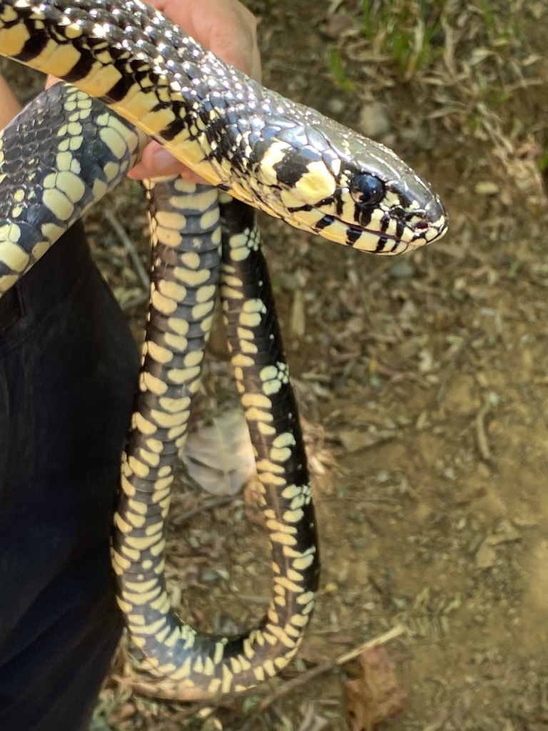 Chicken Snake in February 2024 by Jasper Barnes. Caught and released by ...