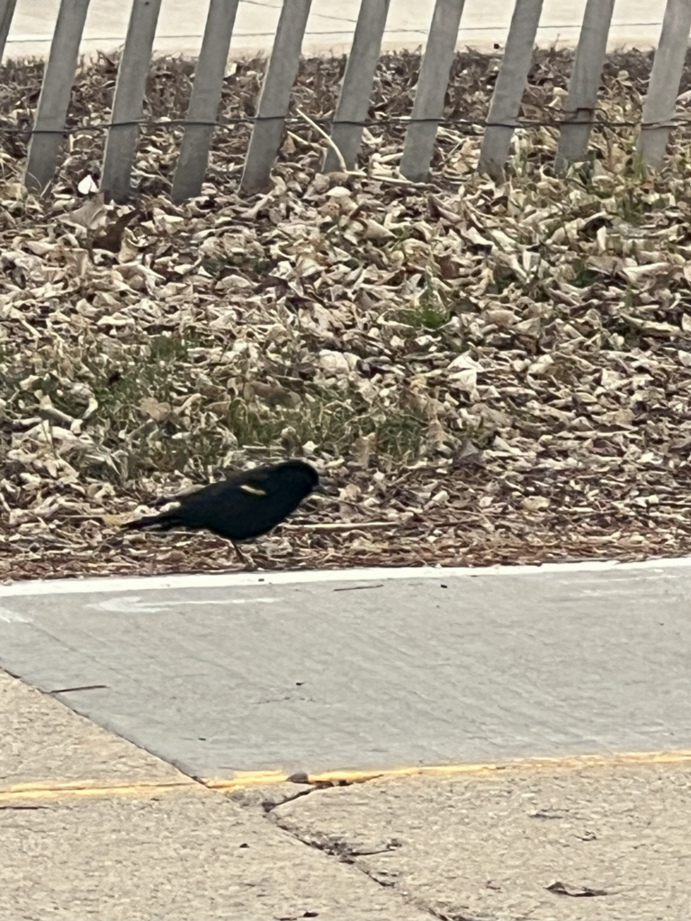 Red-winged Blackbird from Chicago Loop, Chicago, IL, USA on February 23 ...