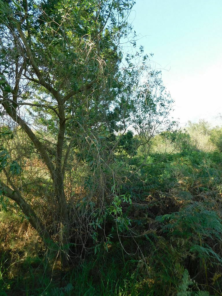 White Karee from Greyton, 7233, South Africa on February 27, 2024 at 04 ...