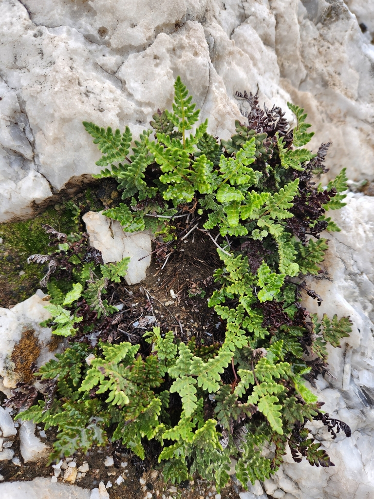 California Cloak-fern from Jurupa Valley, CA 92509, USA on February 27 ...