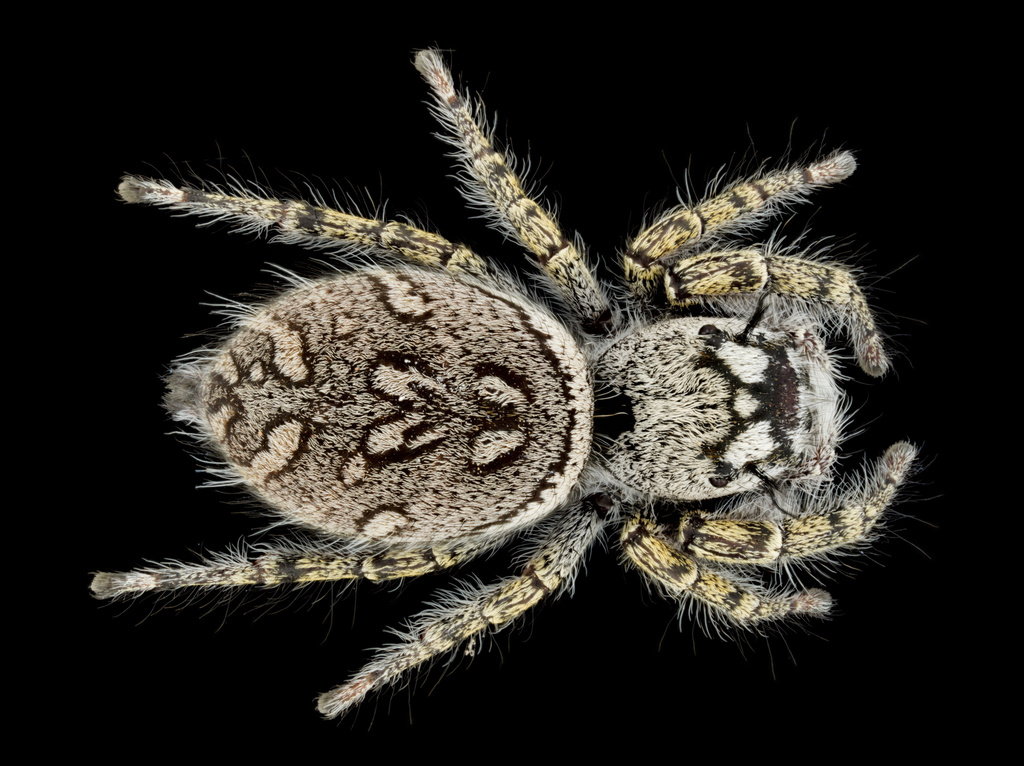 High Eyelashed Jumping Spider from Pawnee County, OK, USA on February ...