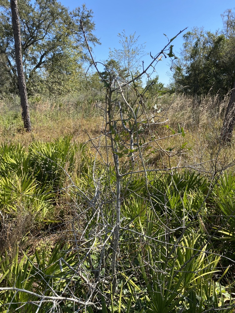 Scrub Plum in February 2024 by Ben Ginter · iNaturalist