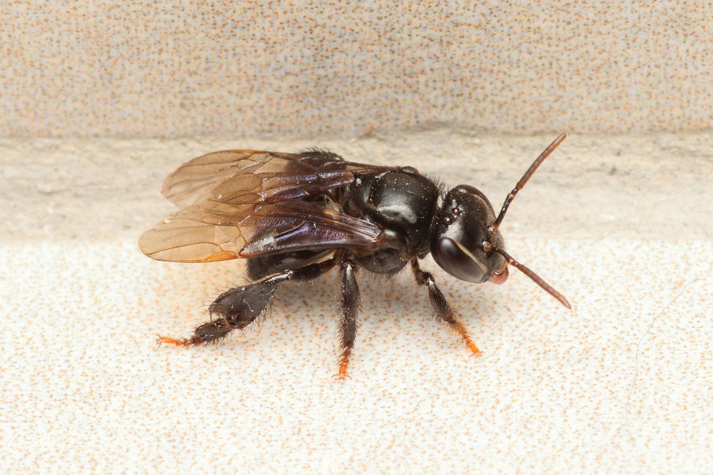 Heller's Stingless Bee from Jardim Wallace Simonsen, São Bernardo do ...