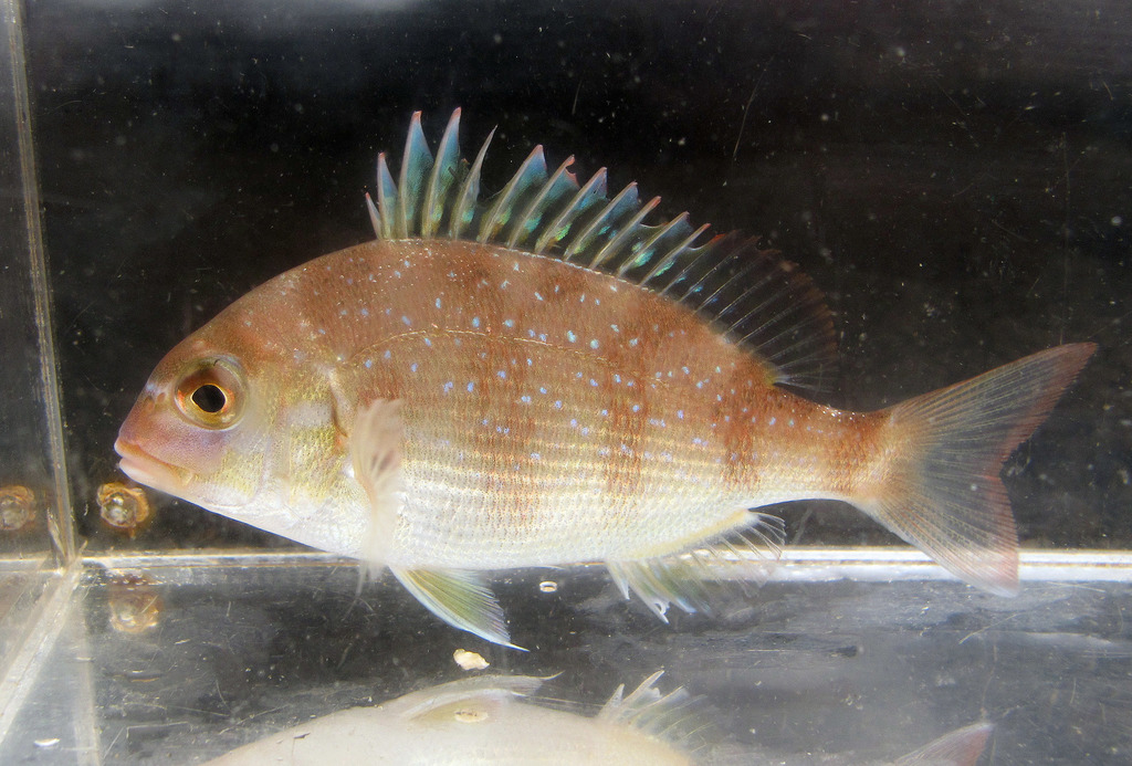 Red Seabream (Pagrus major) - Marine Life Identification