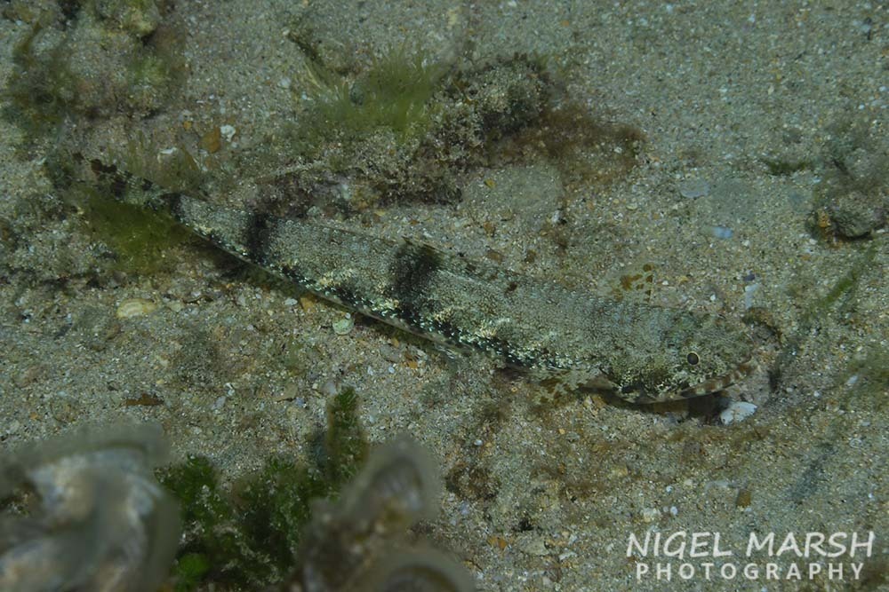 Clouded Lizardfish from Kingston, Norfolk Island on February 21, 2024 ...