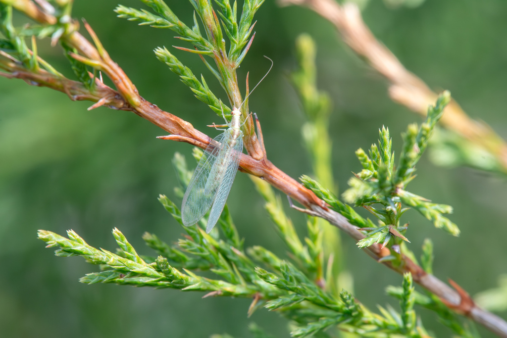 common green lacewings from Lewisville, TX, USA on February 26, 2024 at ...