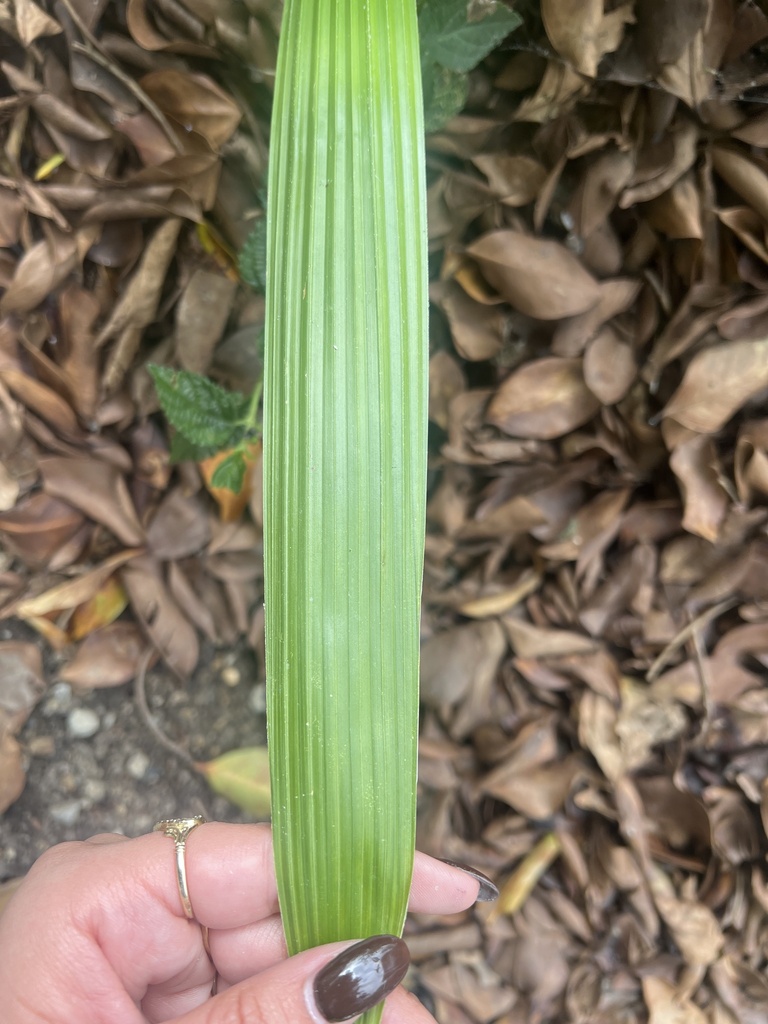 Something from Cal State LA, Los Angeles, CA, US on February 27, 2024 ...