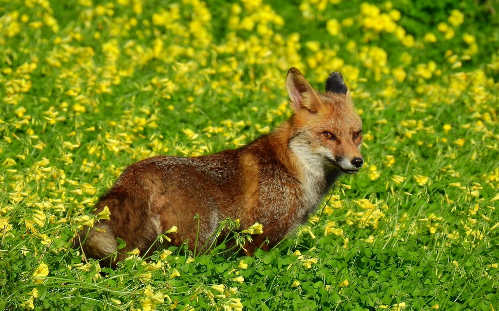 Red Fox from Fundação Salinas do Samouco, Alcochete, Portugal on ...