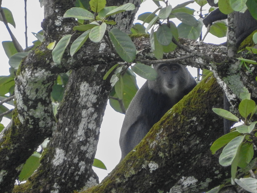 Rump-spotted Monkey (Cercopithecus mitis opisthostictus) - Know Your ...