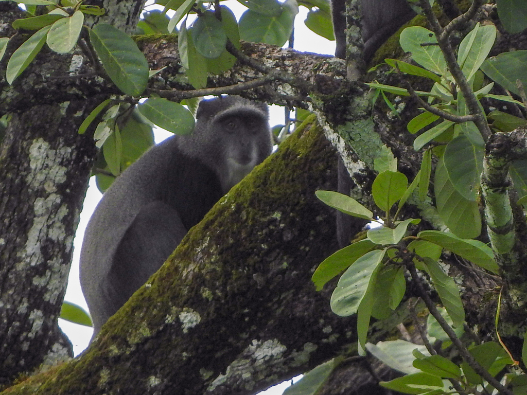 Rump-spotted Monkey (Cercopithecus mitis opisthostictus) - Know Your ...