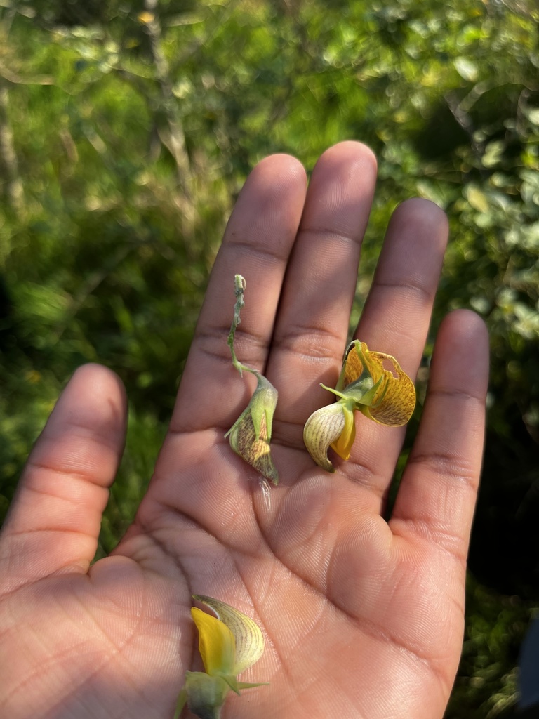Cape Rattlepod from Umlalazi Nature Reserve, Eshowe, KZN, ZA on July 4 ...