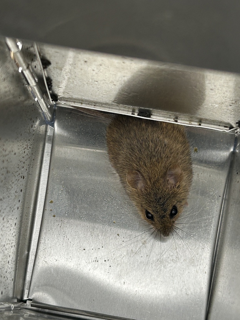 Fulvous Harvest Mouse from Brownwood, TX, US on February 27, 2024 at 09 ...