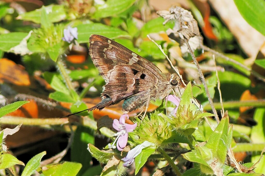 Long-tailed Skipper from Arthur R. Marshall Loxahatchee Wildlife Refuge ...