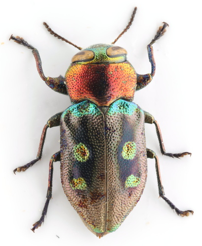 Chrysobothris hispaniolae · iNaturalist