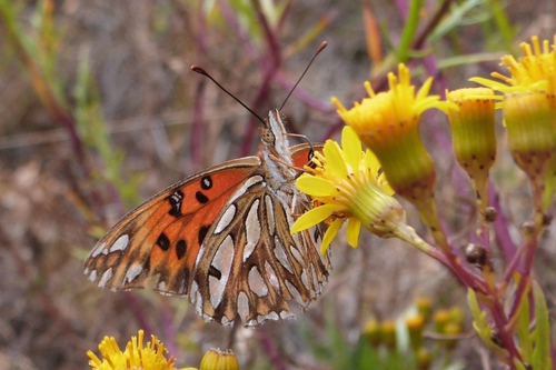 Dione dodona · iNaturalist Mexico