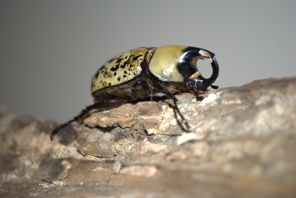 Eastern Hercules Beetle from Richmond, KY, US on January 27, 2021 at 04 ...