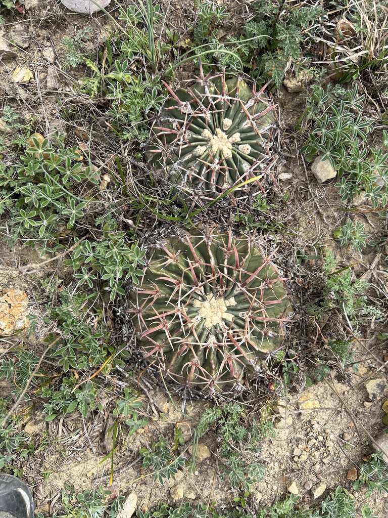 Horse Crippler Cactus from Brownwood, TX, US on February 27, 2024 at 02 ...